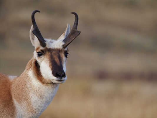 Home - Colorado Wildlife Federation